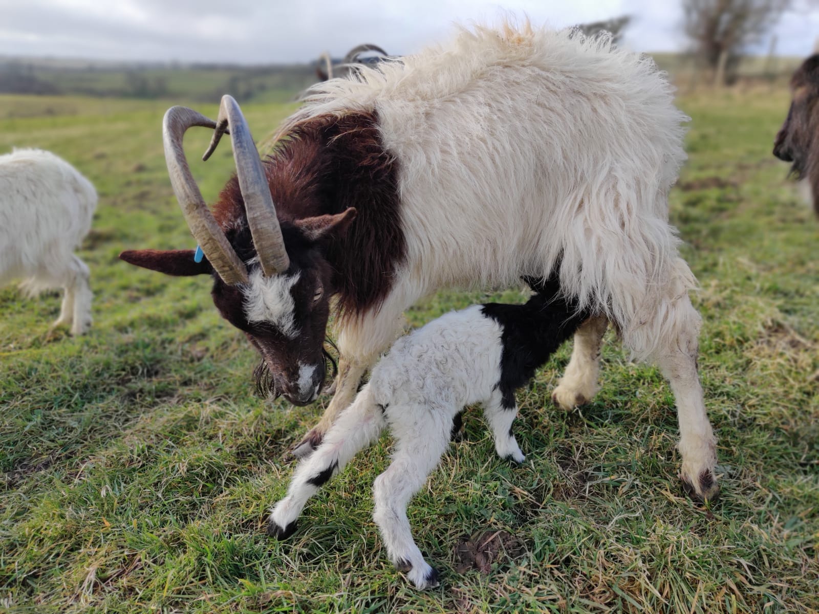 Rare breed farming rural goats Bagot Countryfile